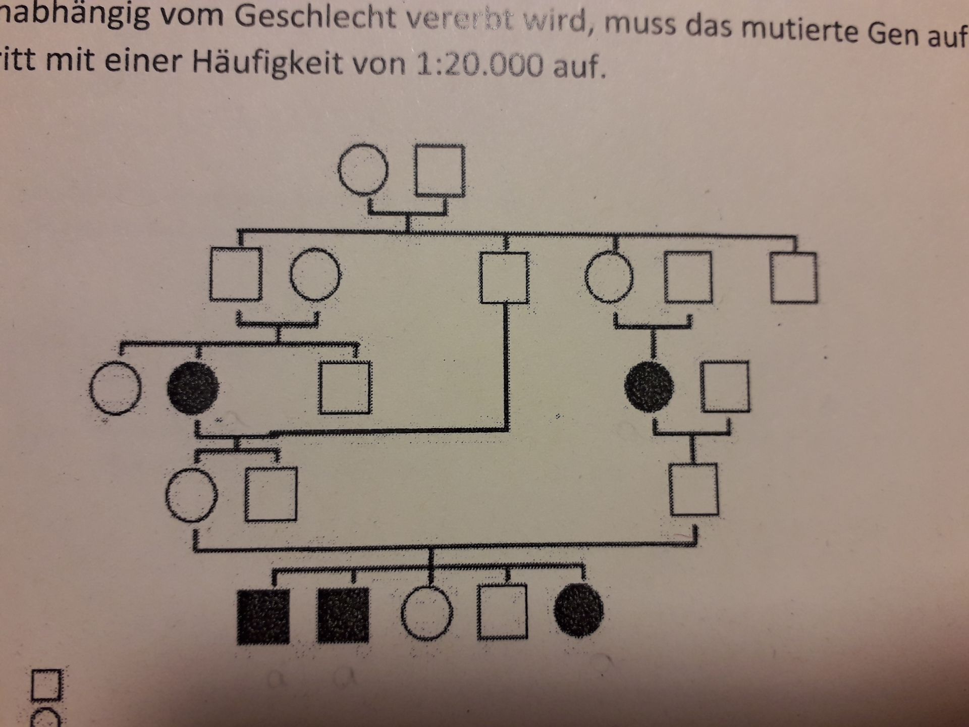 Albinismus Vererbung